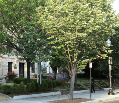 Restore Mass Ave » Friends Working Together to Re-green Embassy Row in ...